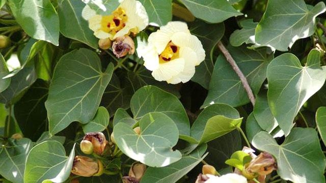 சதுரகிரி இயற்கை அங்காடி : 2017