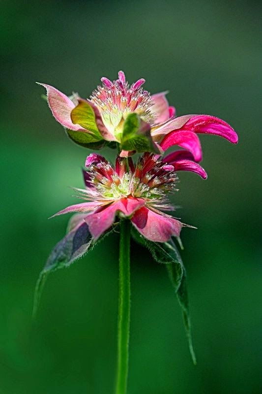 Bee balm (Monarda) Beautiful - Flowers Gardens