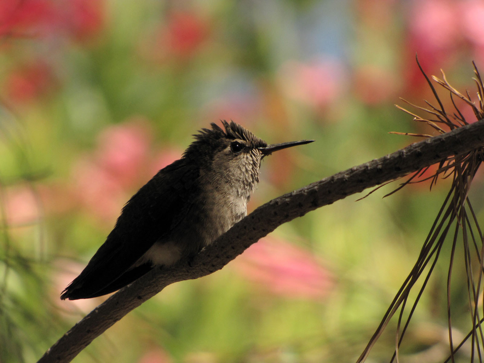 Desert Colors: May 2011