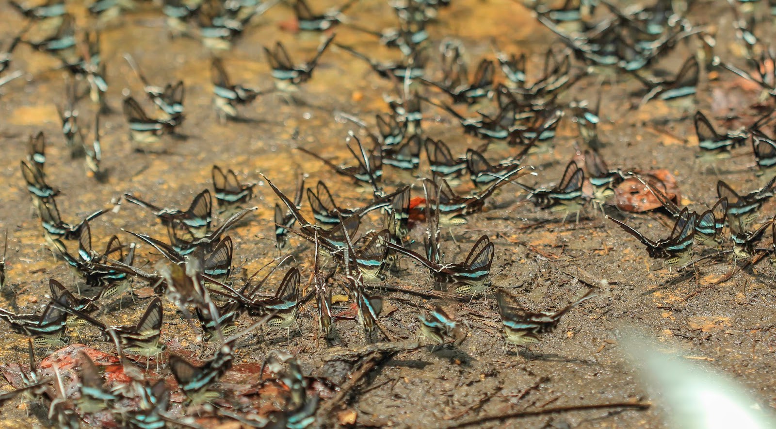 Butterflies of Vietnam: 162. Lamproptera meges (The Green Dragontail)