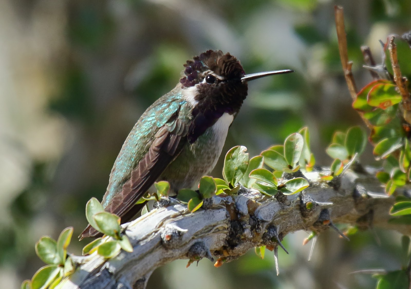 Costa's Hummingbird in Borrego Springs - Greg in San Diego