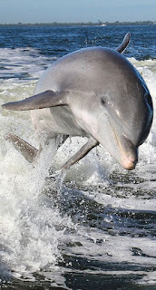 DLA KAŻDEGO: DELFINY