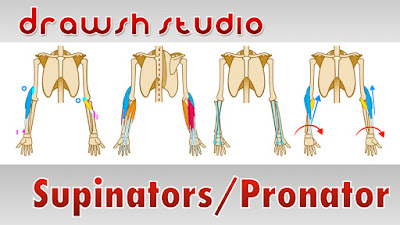 Drawsh: The Supinator and Pronator Muscles