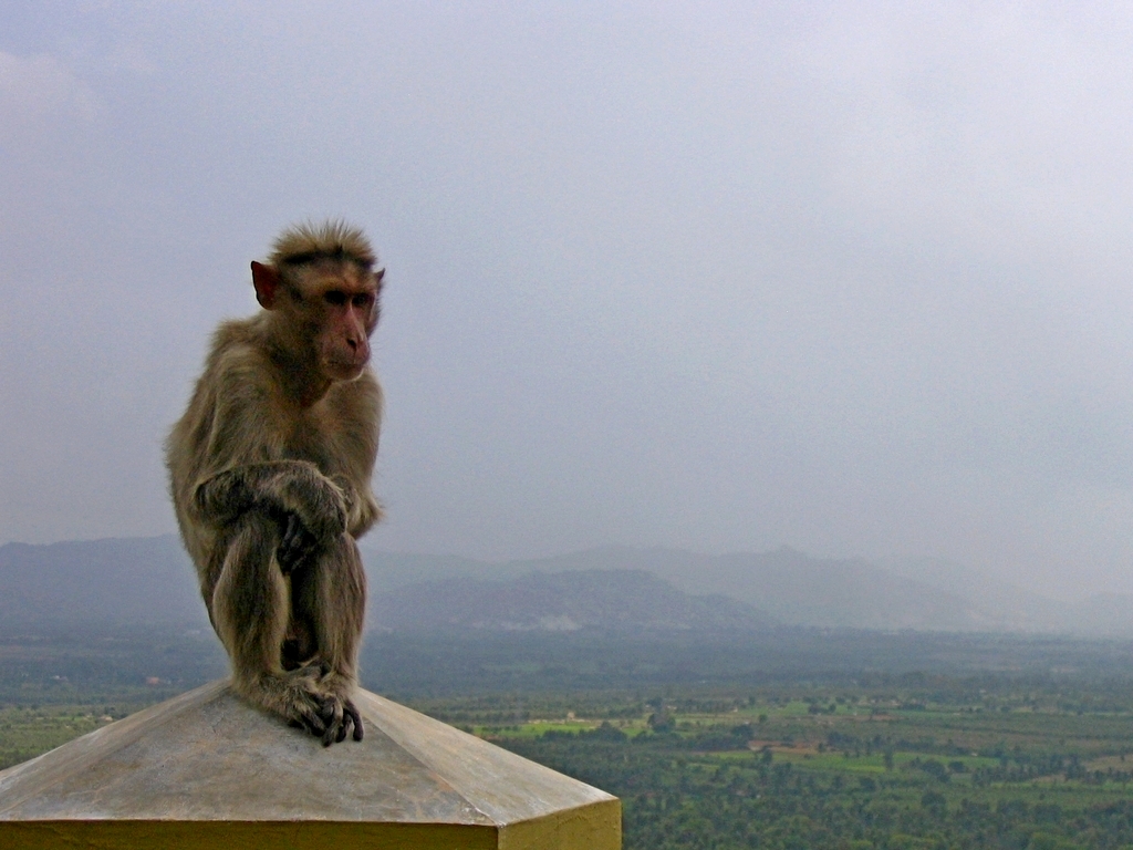 Monkey at the hilltop temple | Ocean of Maya