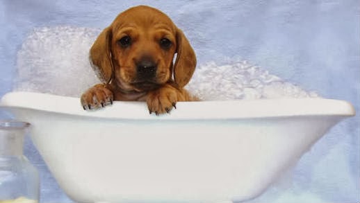 Razas de perros: El momento del baño