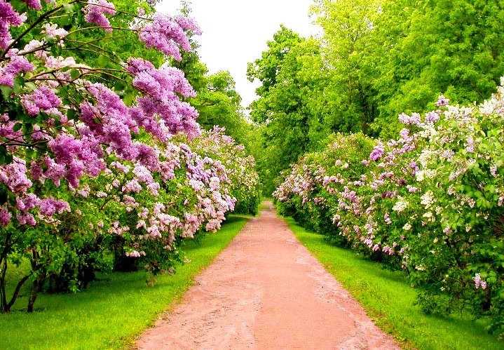 Keindahan Pepohon Sepanjang Jalan... - Relaks Minda