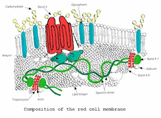 Red cell membrane – Normal composition and functions