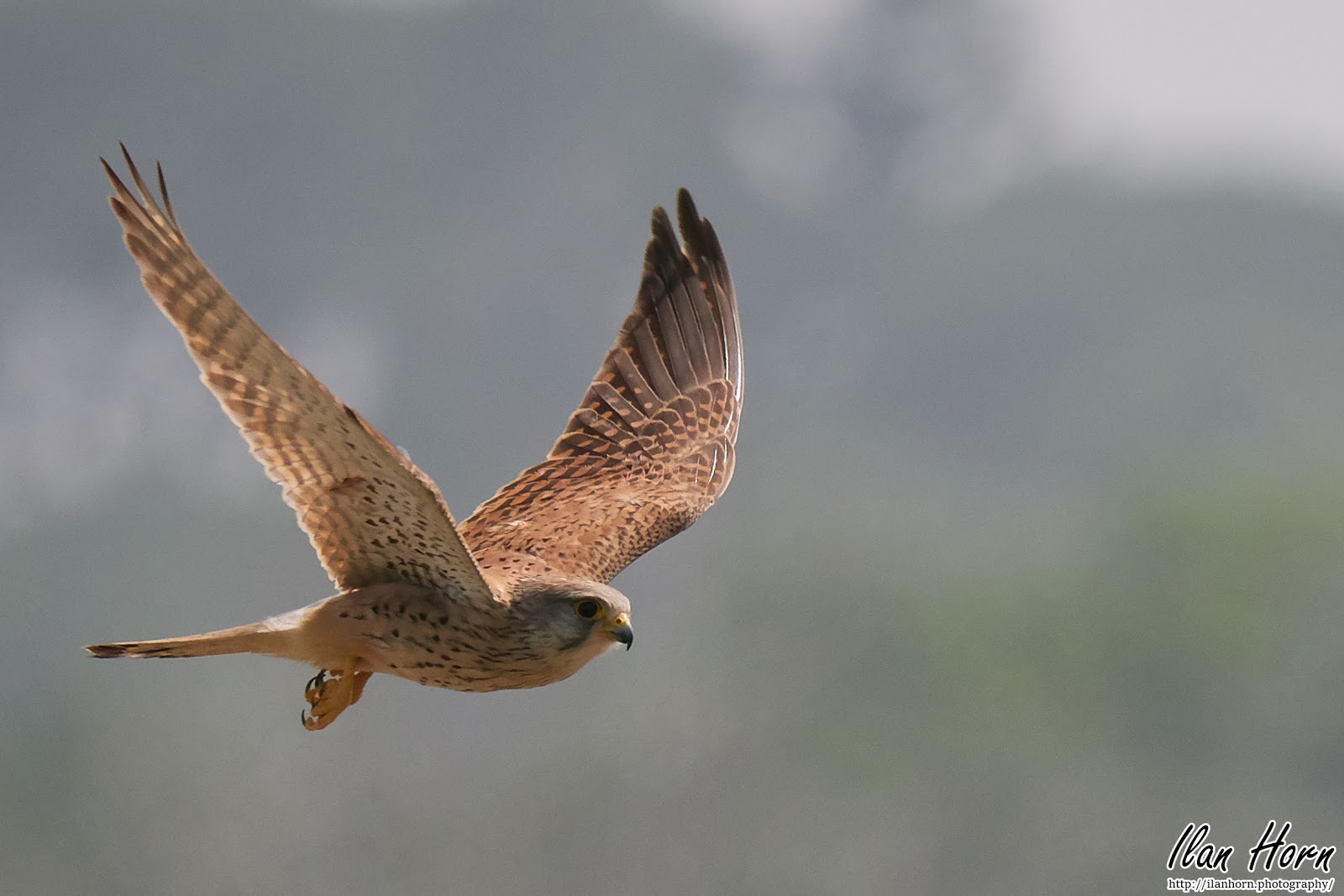 Kestrel in Flight Appears in Dodho Magazine!