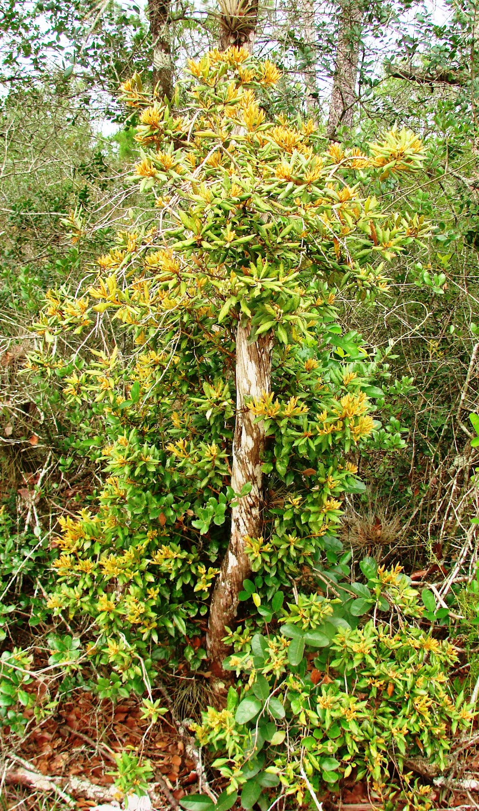 Earth Shattering Gardening: Pineland Scrub Blossoms In Summer
