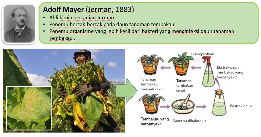 Sejarah Penemuan Virus Pertama Kali - MicrobeHolic