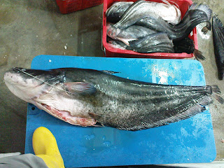 River Fish Supplier, Peter's Fish Trading Co, Sarawak: TAPAH FISH ...