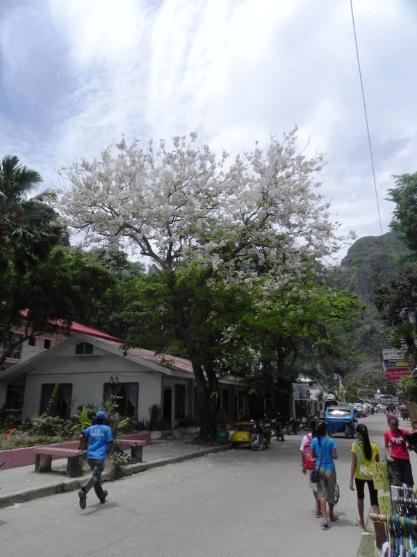 OUR PHILIPPINE TREES: The Palawan Cherry Dilemma in Palawan
