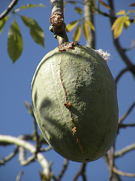 treeaware: Silk Floss Tree