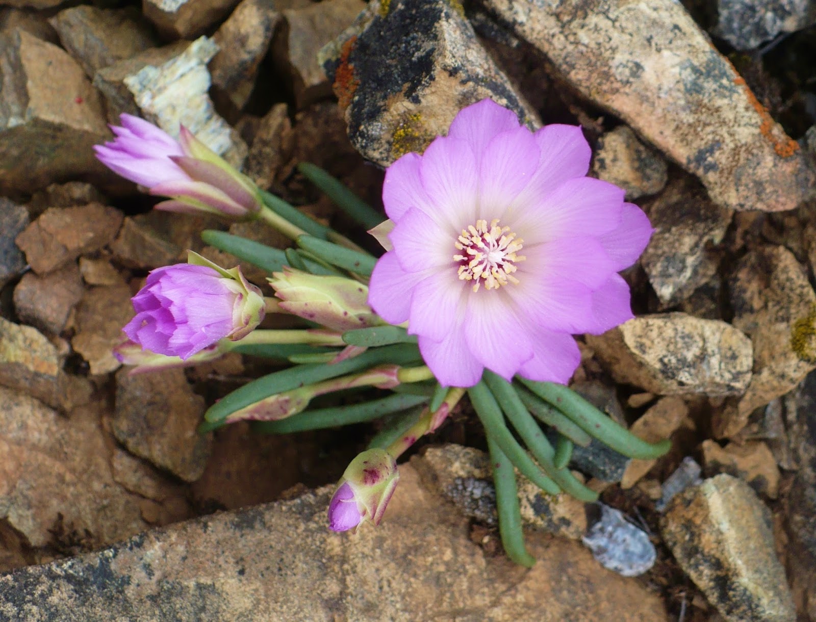 Wildflowers of the Sierra Nevada Foothills: Red Hills Area of Critical ...