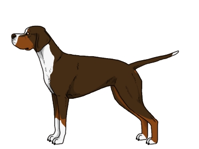 Furry-Paws Dog Breed Colors : Pointer Colors