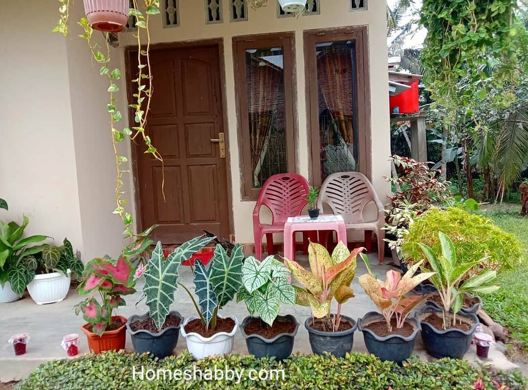 6 Trik Menata Taman Minimalis di Teras Rumah yang Sempit tapi Cantik ...