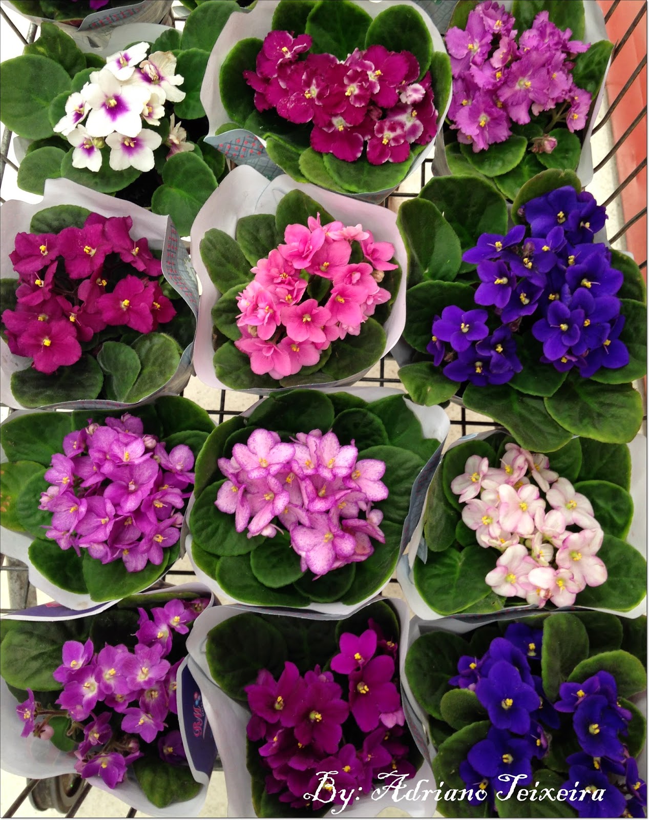 Mundo das Plantas : Como fazer Arranjos de Violetas