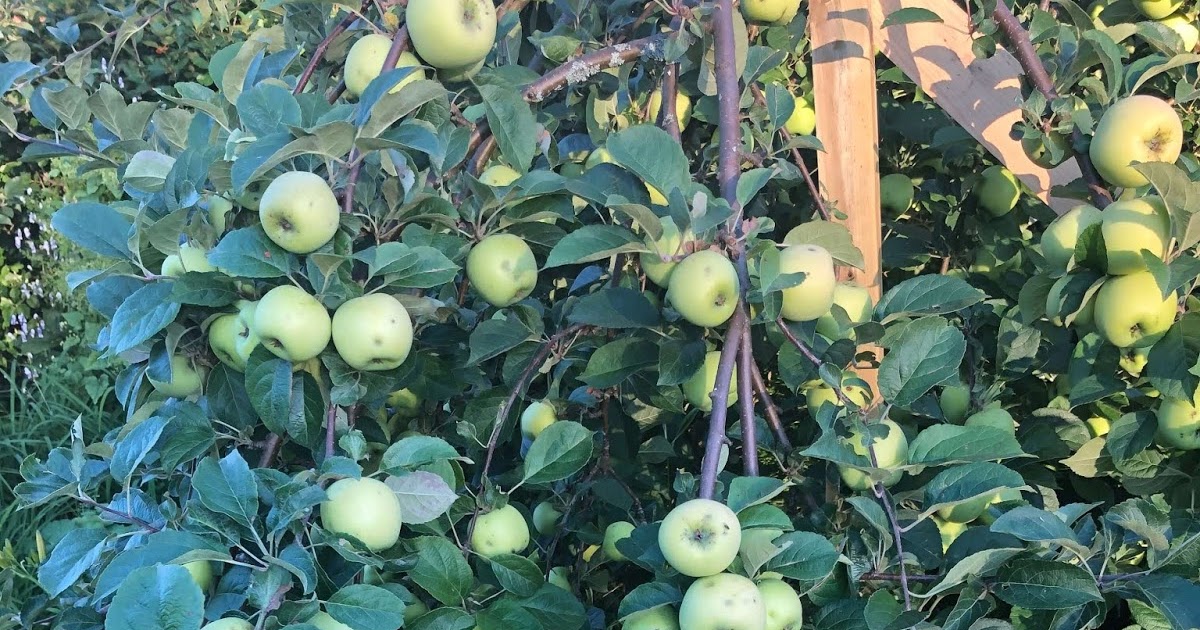 Mehua omista omenoista - Satupuutarha