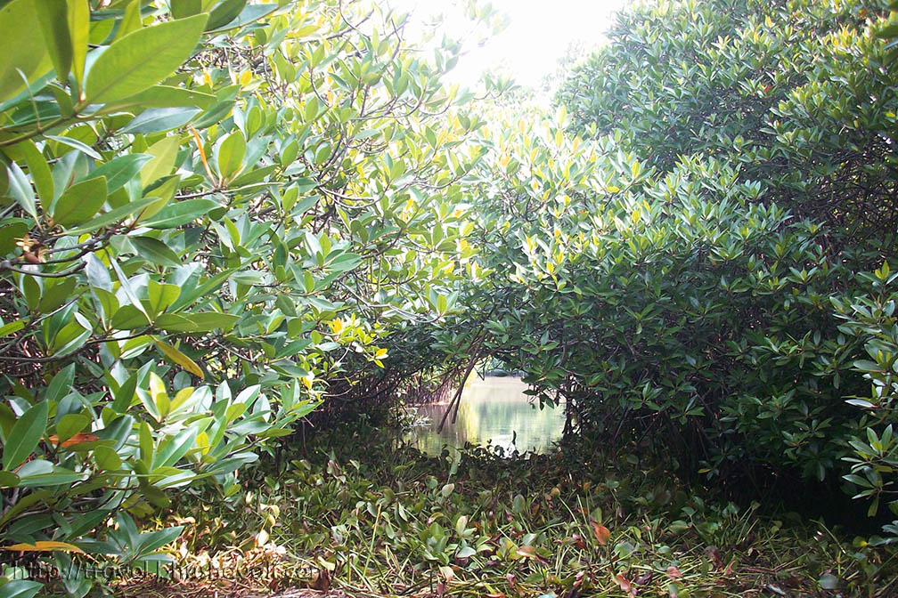 Pichavaram Mangrove (Cuddalore - Tamil Nadu) | My Travelogue - Indian ...