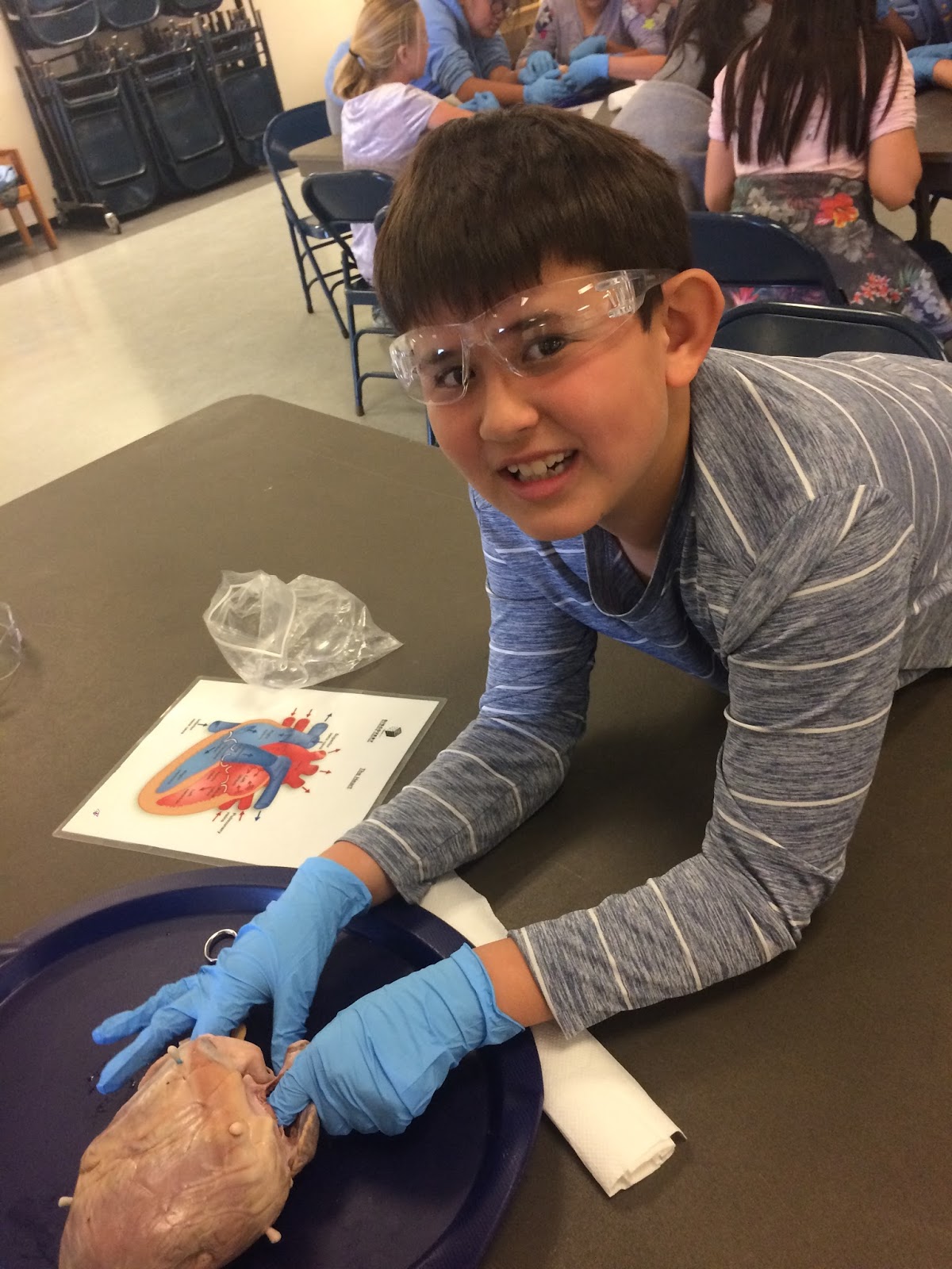 Dr. Webb's 5th Grade GATE Class Portfolio: Heart Dissection