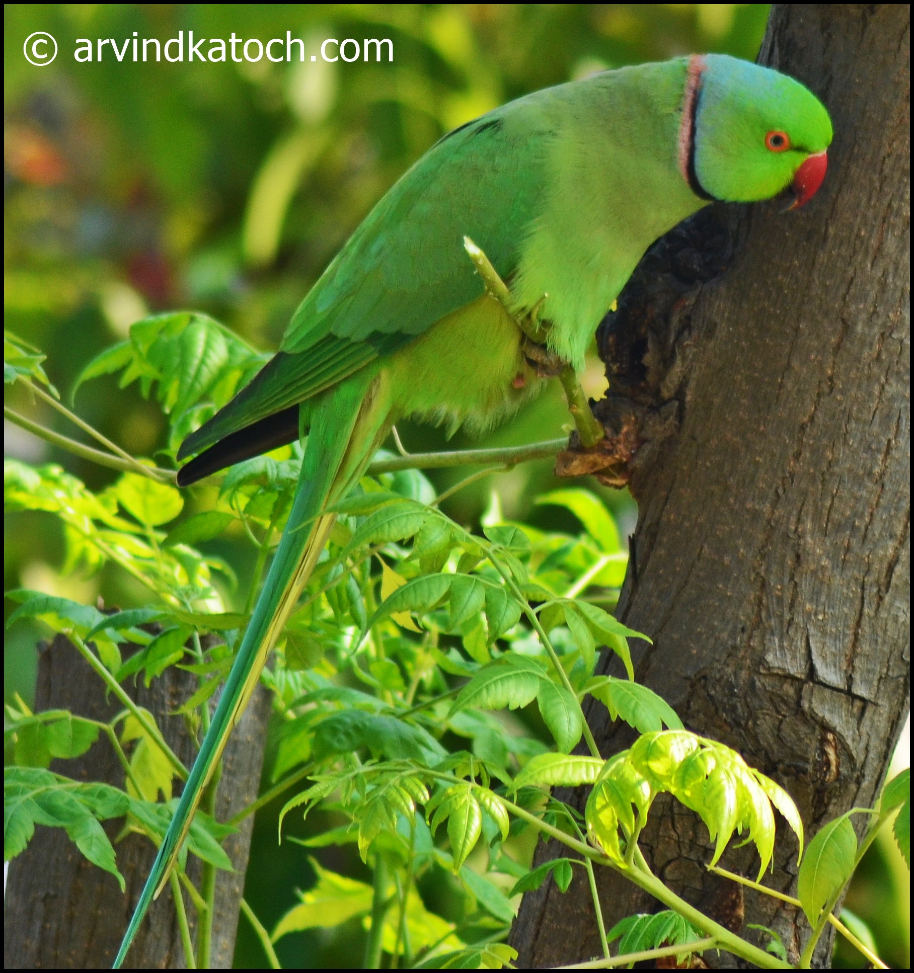 Rose-ringed (Indian) Parakeet (Parrot) Pictures and Detail (Psittacula ...