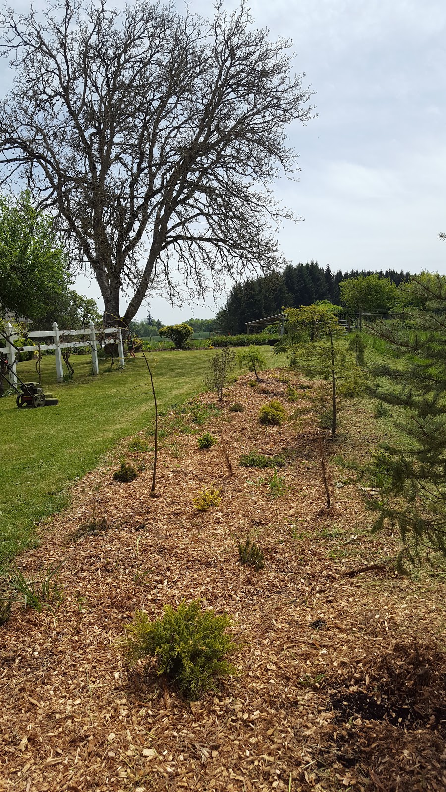 Rindy Mae: Conifer Corner and The Field Of Dreams