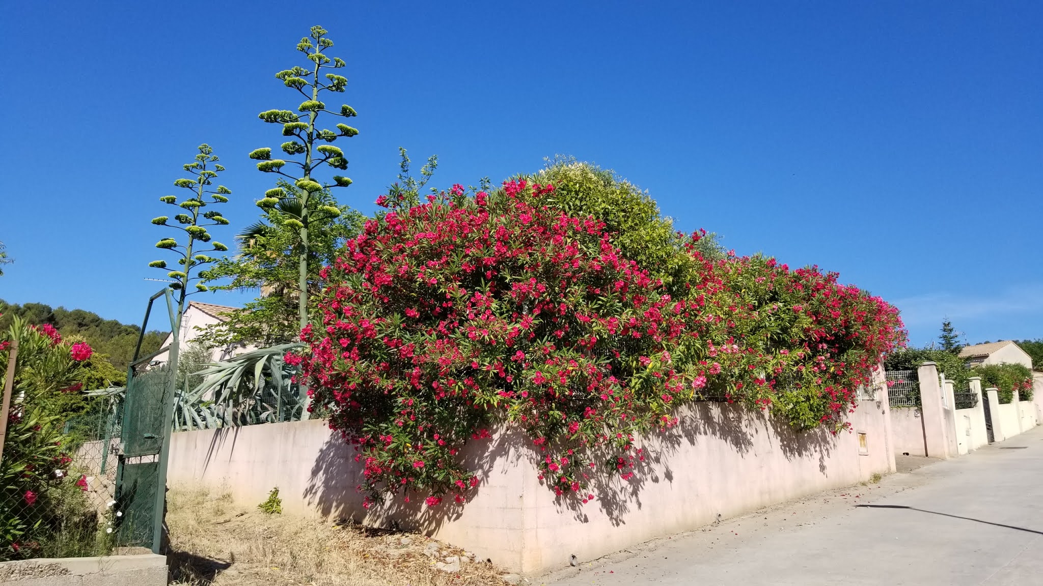 Trisha Ray - Log of a Travel Artist