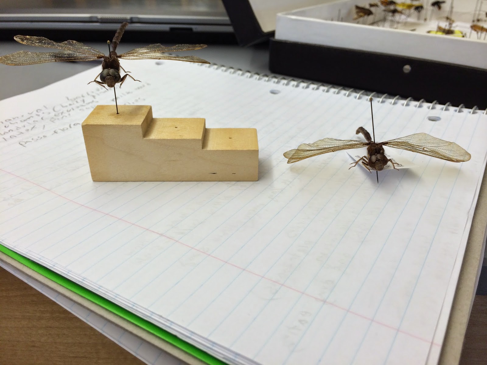 Insect Ecology at JMU: Insect Pinning and Preservation