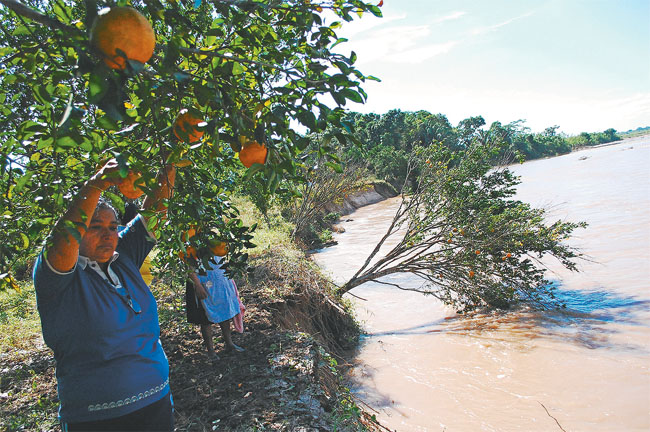 Río Surutú se lleva cítricos de 50 familias | Provincias de Bolivia