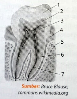Perhatikan gambar anatomi gigi berikut. Bagian email, dentin, dan pulpa ...