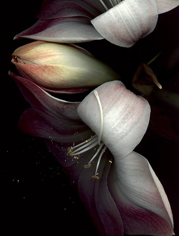 Loretta Flower: craig cramer