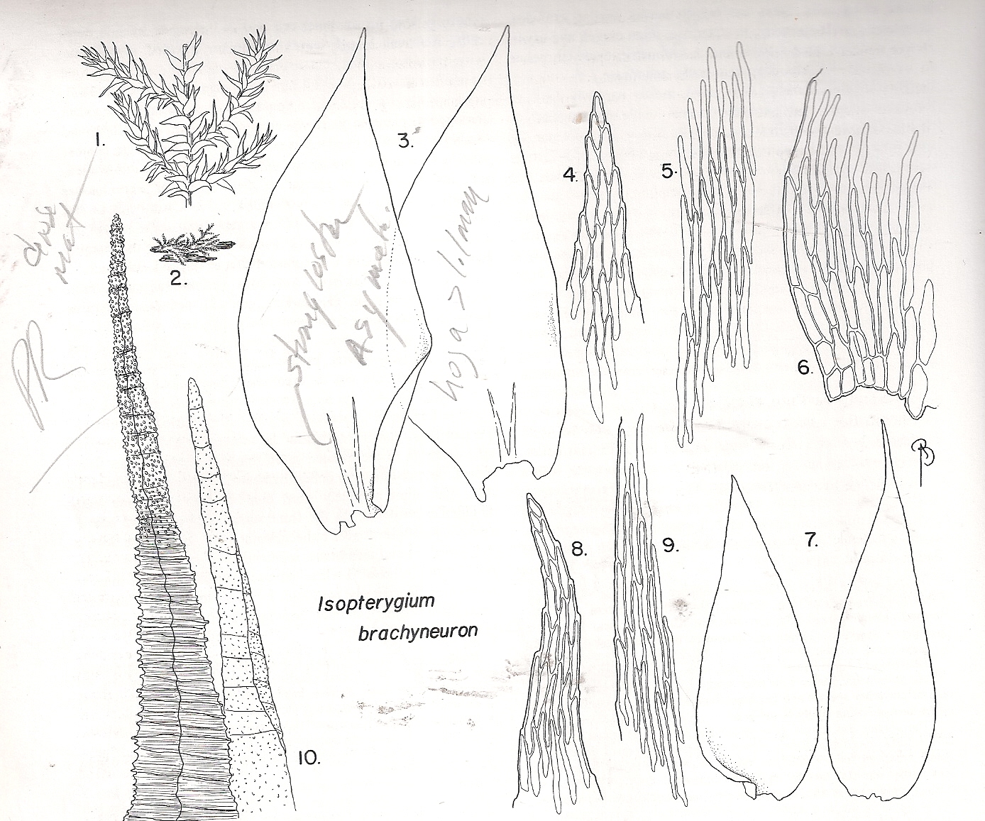 PLANT FAMILIES OF PUERTO RICO AND FLORIDA PAPO VIVES: BRIOFITAS ...