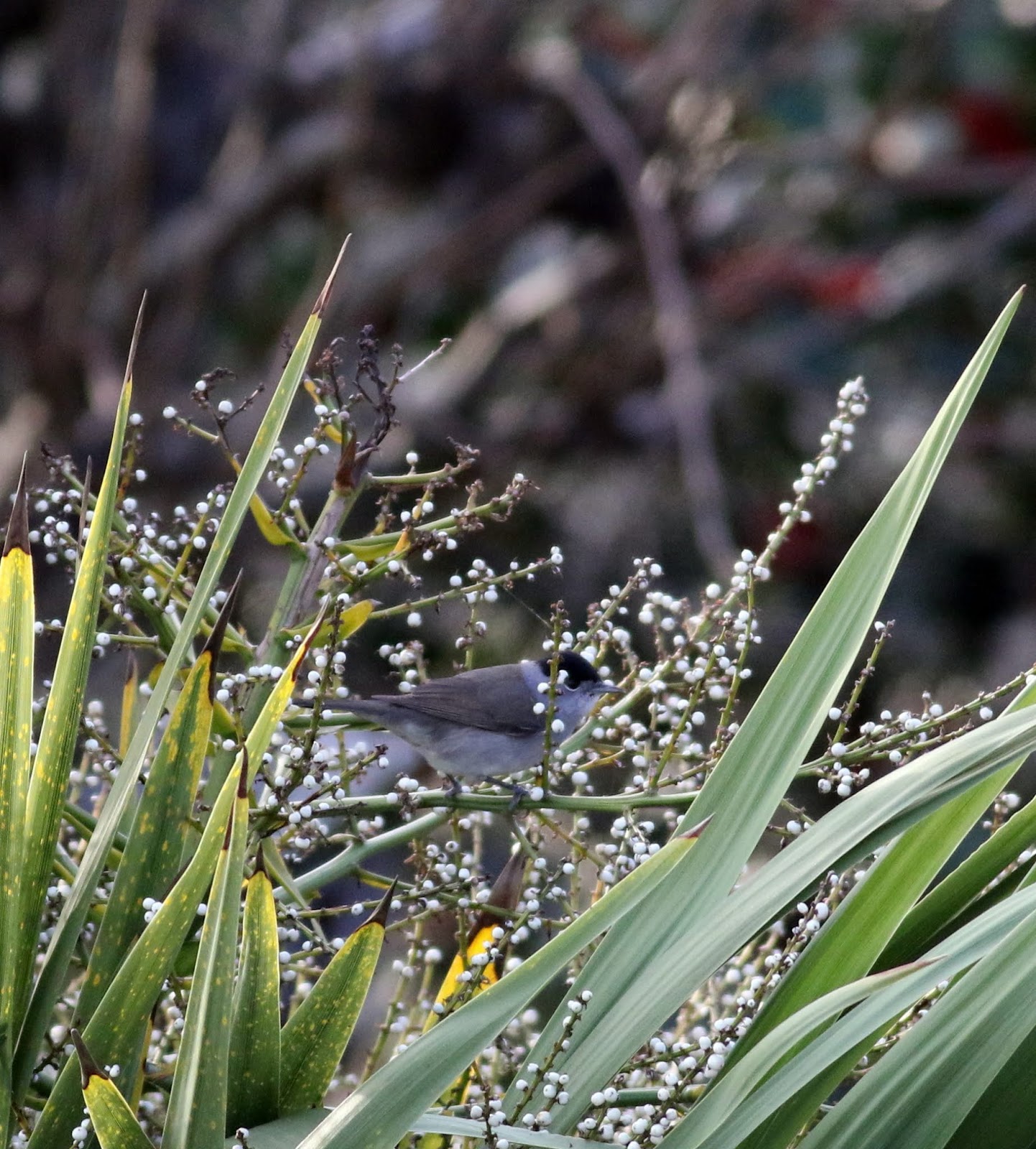 Baggins on the loose: Festive season catch up - Lower Derwent Valley ...