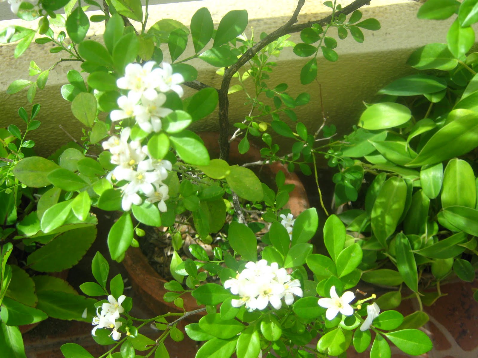 Day by Day with Divine: Wednesday Whites - Kamuning Flowers