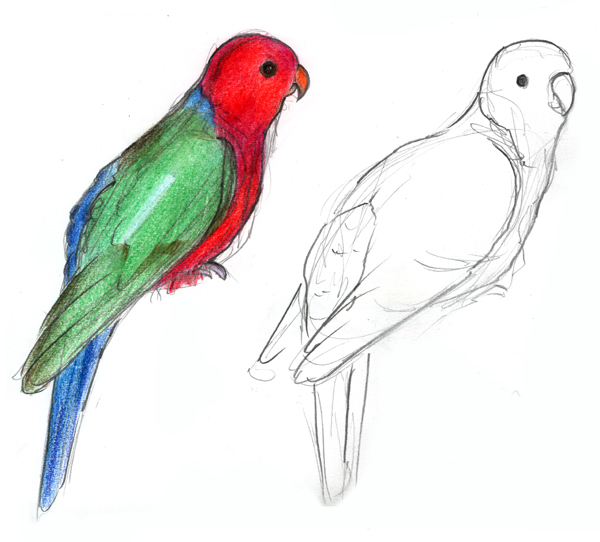 Mike HB: Field Illustration