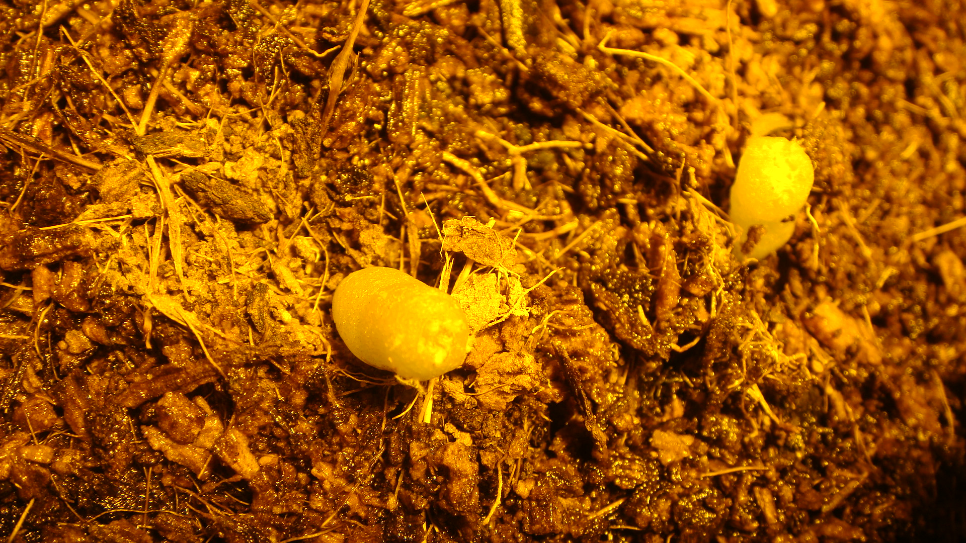 The Slow Flow of Glasgow: The Peyote Hunt