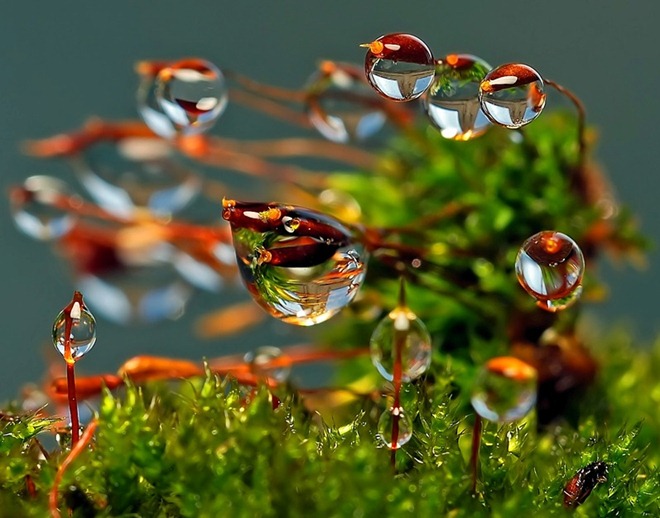 DUE DROPS PHOTOS - world pics