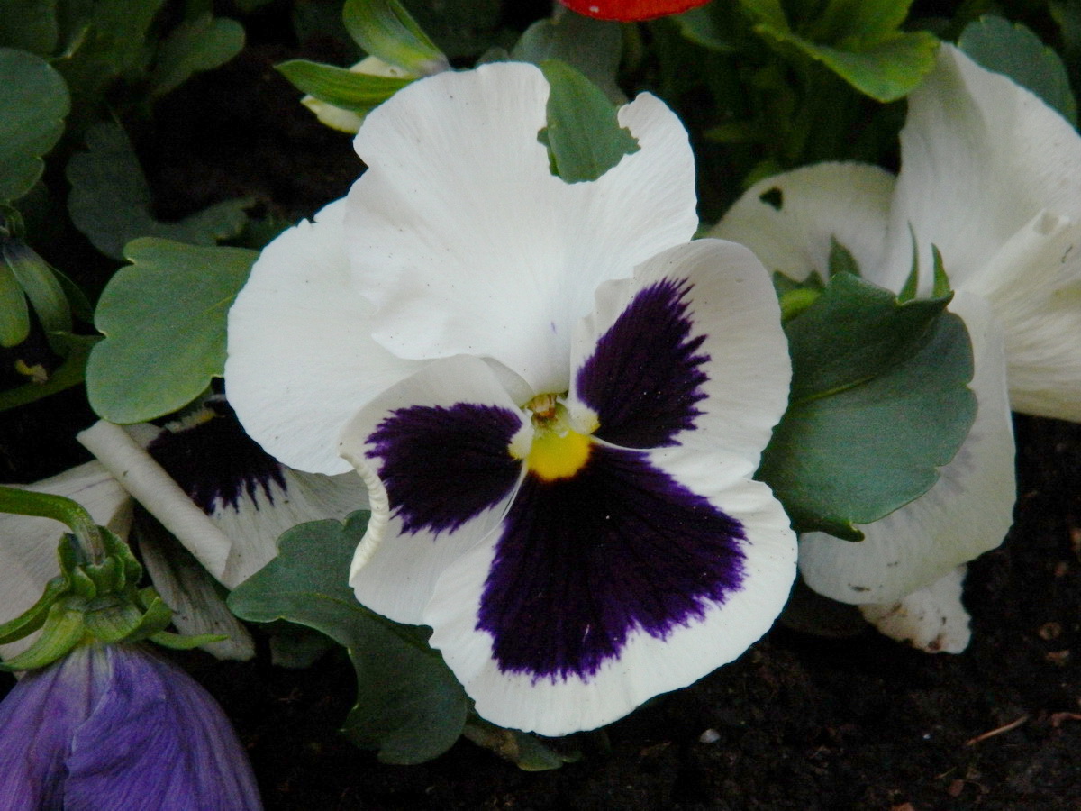 LA MULTI ANI, ROMANIA!: Panselute colorate