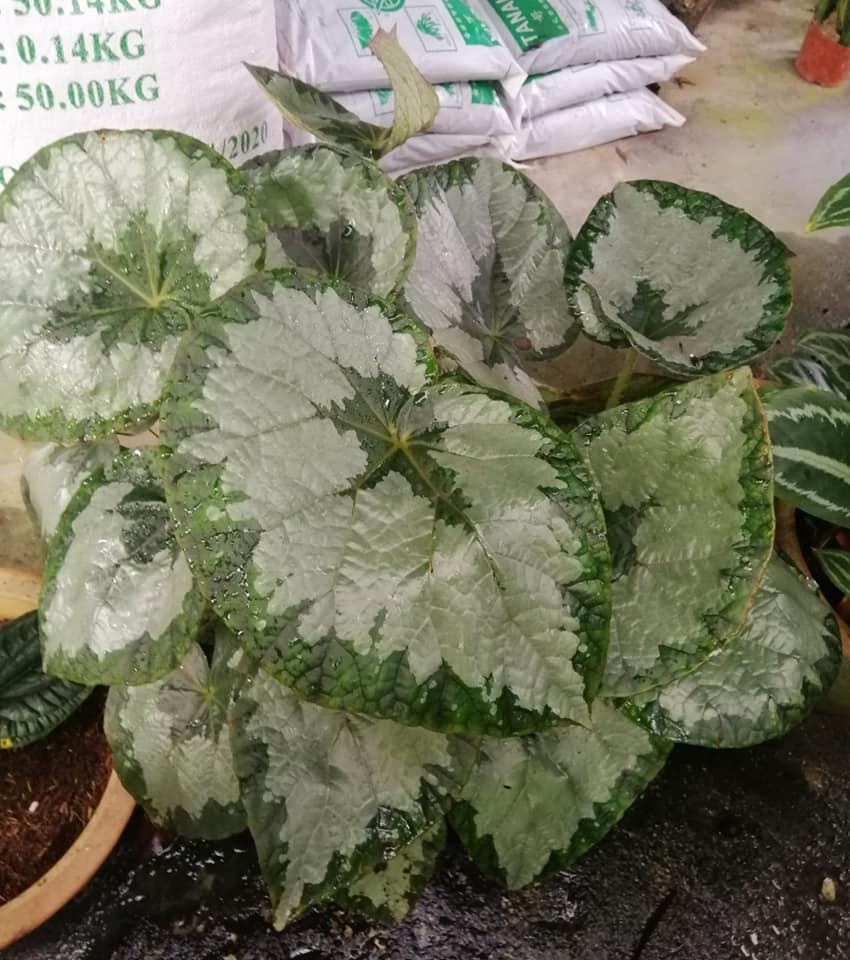 Garden Chronicles of James David: Begonia 'Silver Queen'