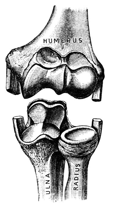 ardi aja: elbow joint