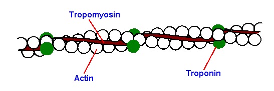 BIOETYMOLOGY : ORIGIN IN BIOMEDICAL TERMS: tropomyosin