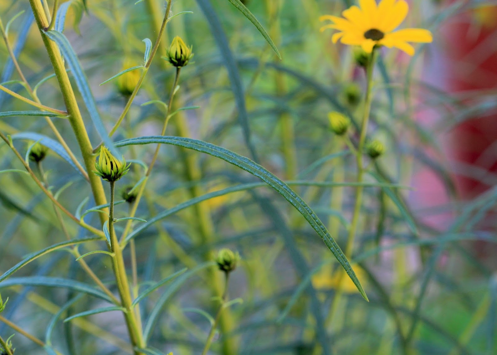 Red House Garden: The Fabulous Fall-blooming Willowleaf Sunflower