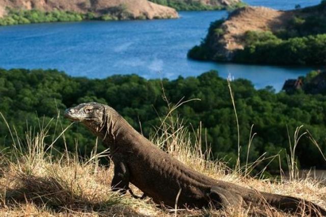 Taman Nasional Komodo