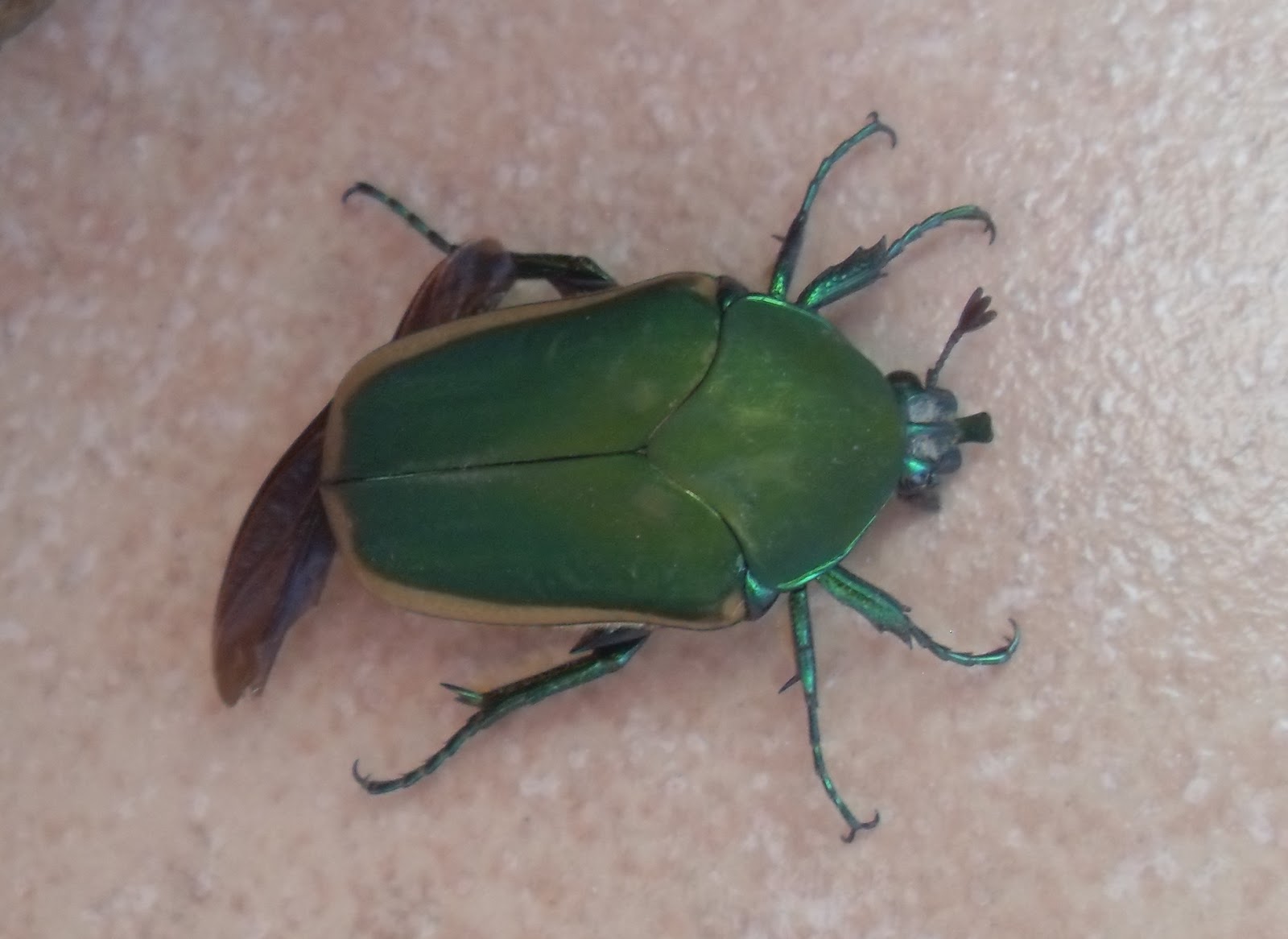 The Scientific Gardener: 1/1/13 - 2/1/13