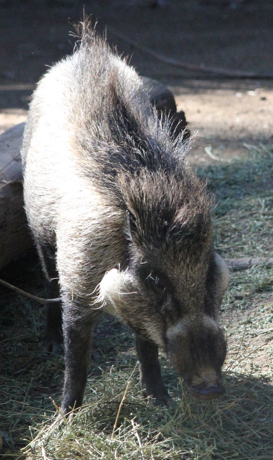 Visayan Warty Pig
