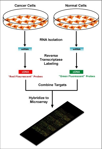 Total Plant RNA Isolation-Trizol Reagent Method