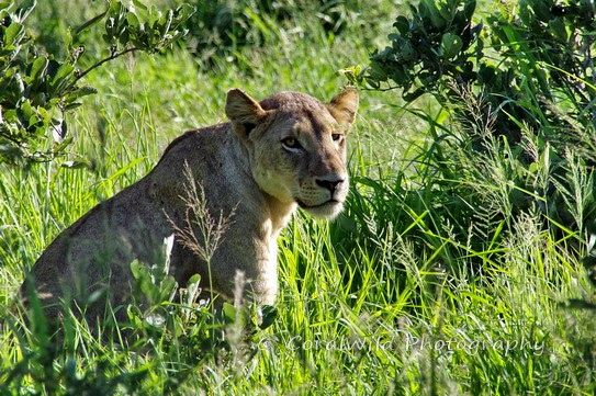 Coral Wild - A Safari Guides Diary: When the buffalo chased off the ...