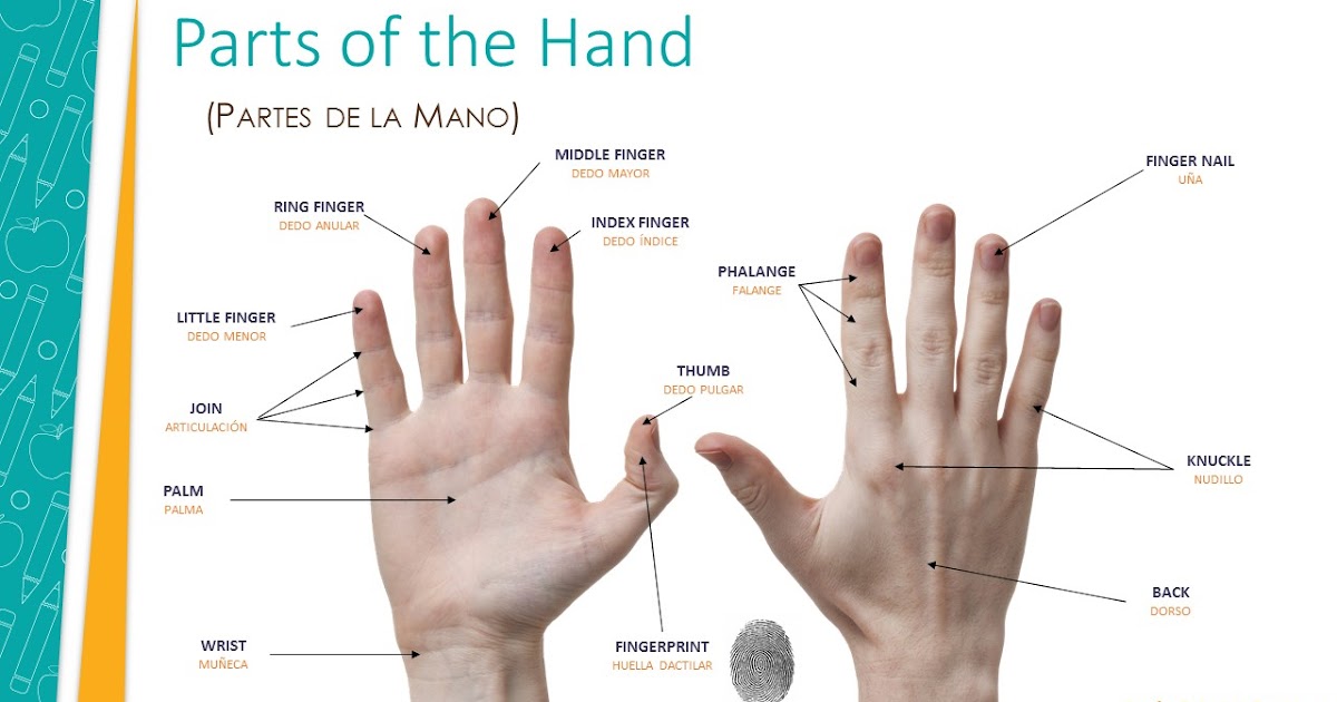INGLÉS. PART OF THE HAND