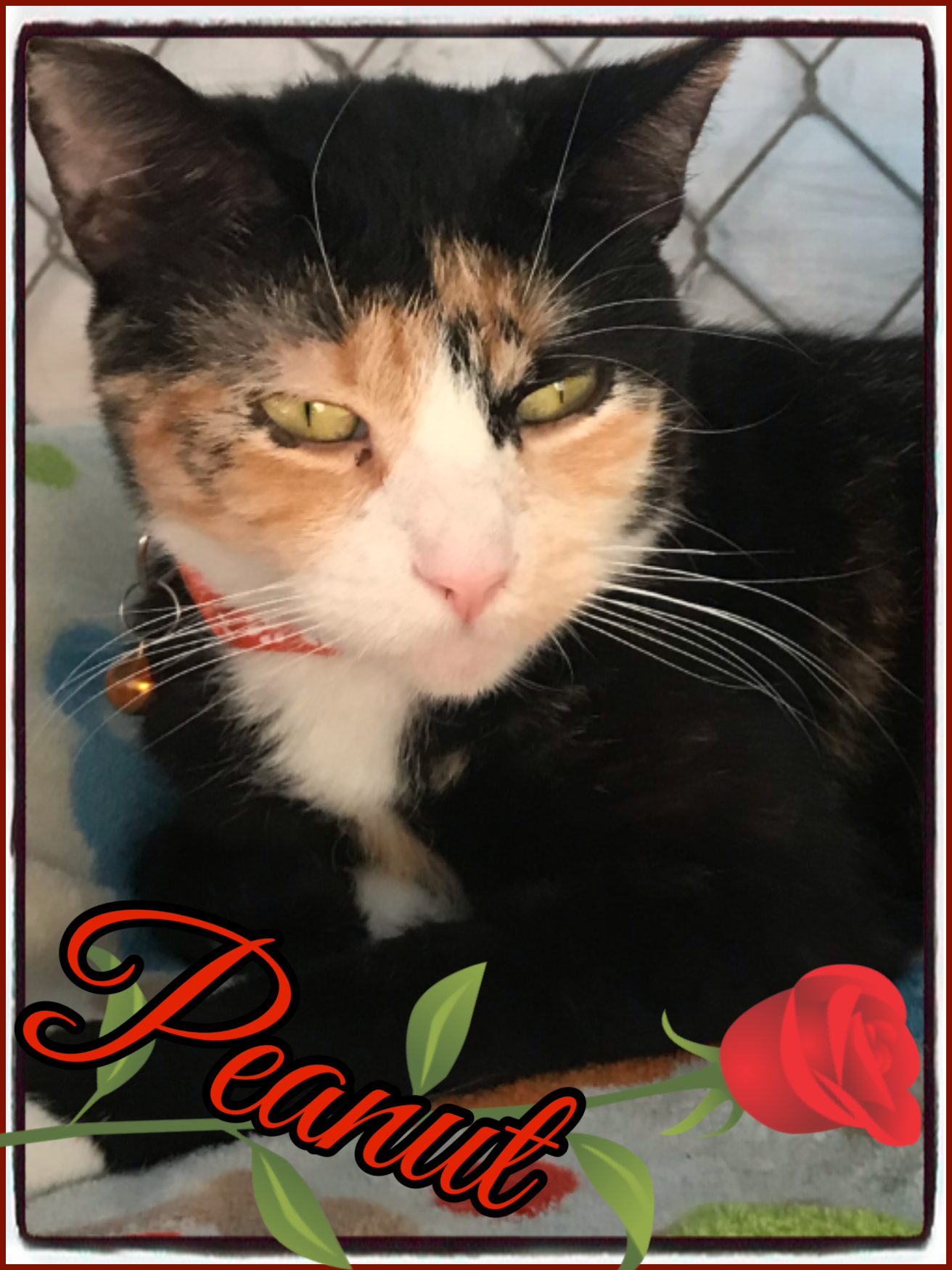 Feral Paws Rescue Group: Cat of the Month: Peanut