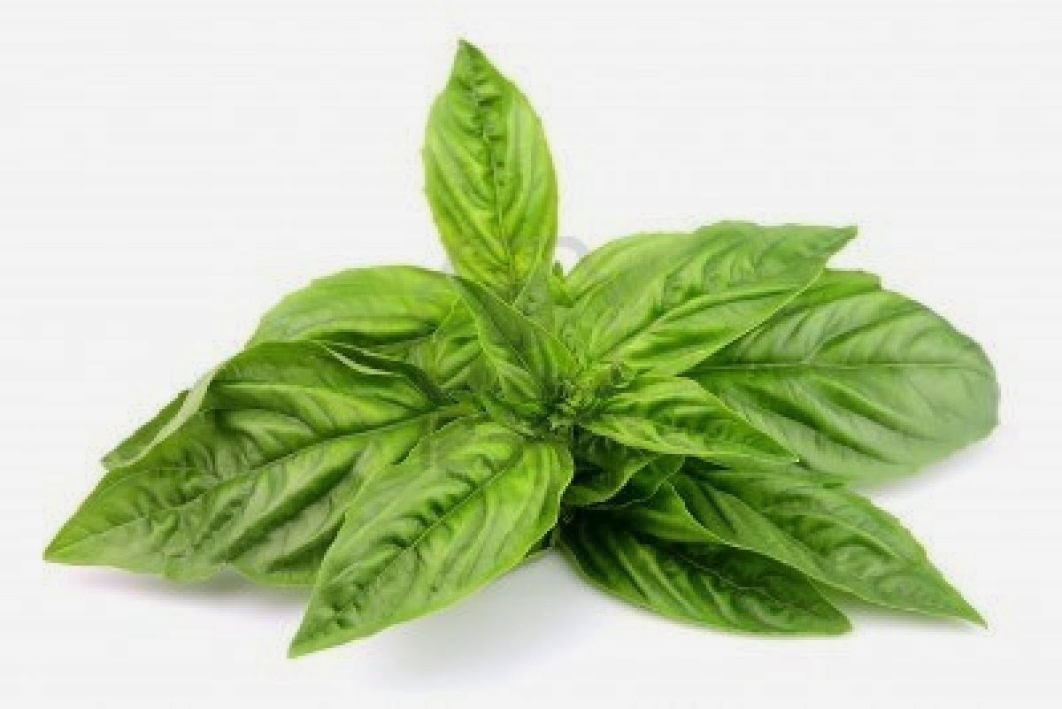 Propiedades medicinales y nutritivas de la albahaca - Fitness ...